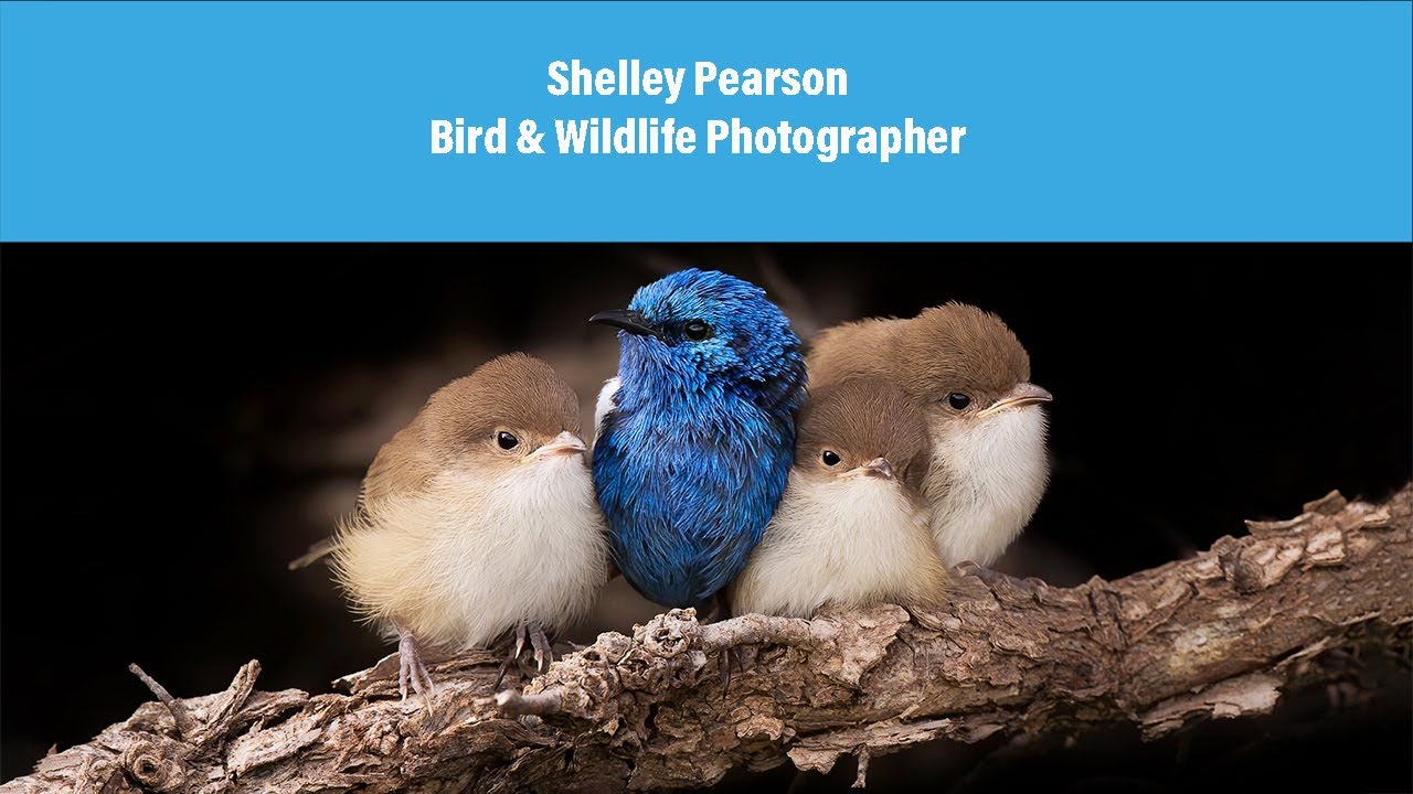 Shelley Pearson, Bird & Wildlife Photographer. - YouTube