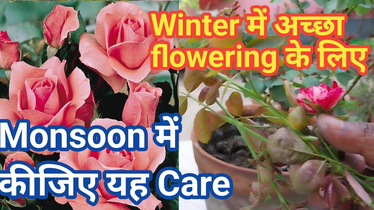 Winter में Rose plant से अच्छा flowering के monsoon में कीजिए यह काम ...