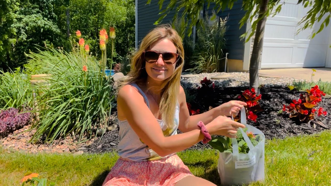 Planting free coneflower and lavender from Darwin Perennials Day! Dead ...