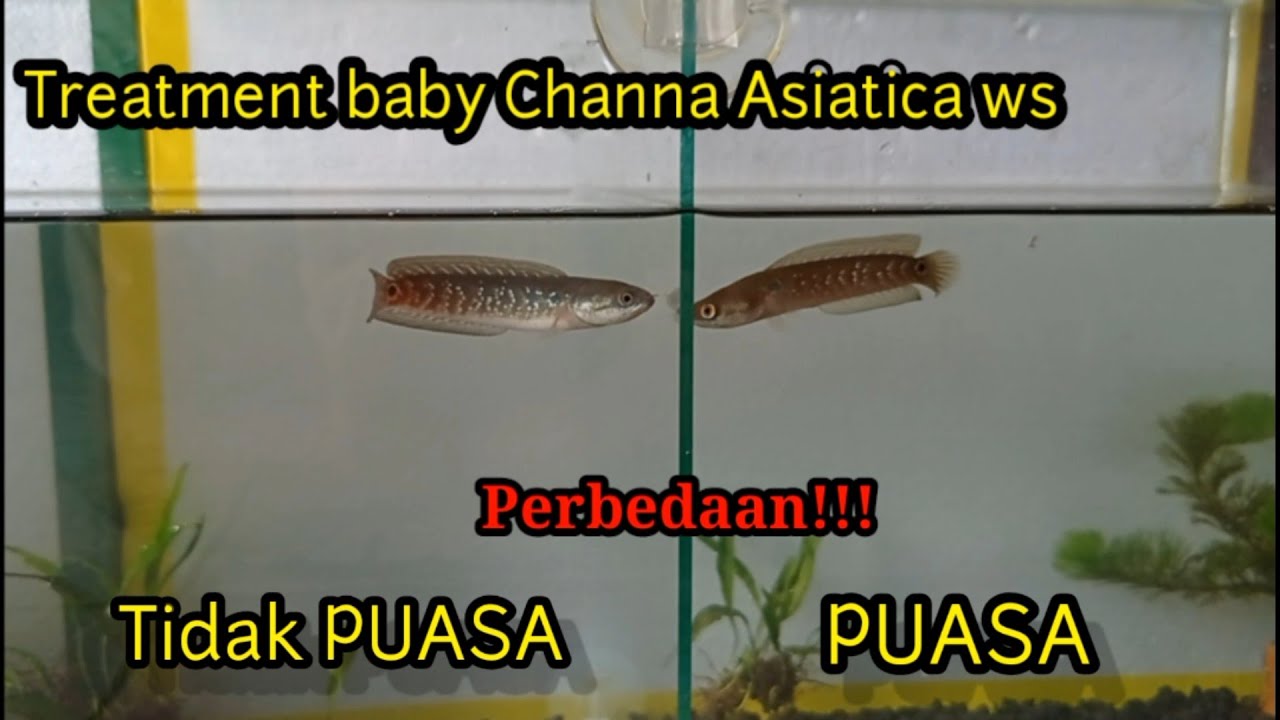 Baby Channa Asiatica WS || treatment Update Perkembangan 1 bulan baby ...