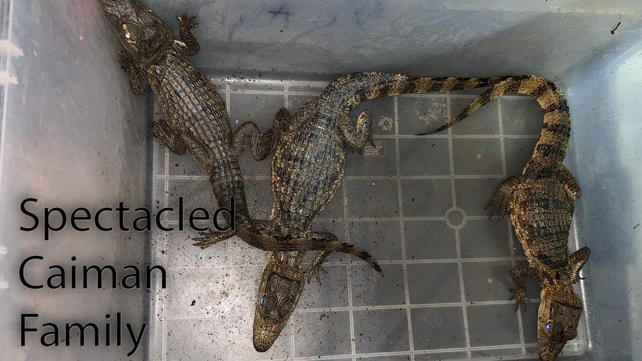 Spectacled Caiman Family - YouTube
