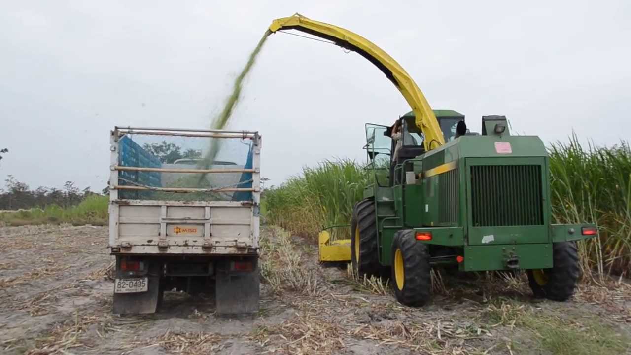 Napier grass harvesting - YouTube