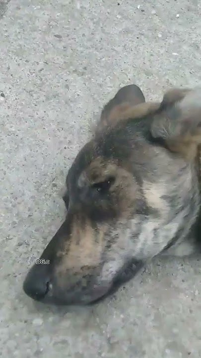 My dog sleeps Every day.🥱 #zzz #dog - YouTube