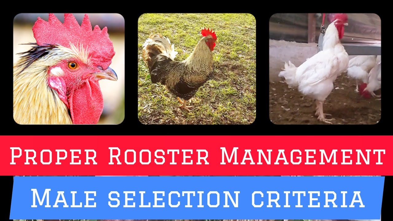 Tips on Proper Chicken Breeding Roosters Management, Male selection. # ...