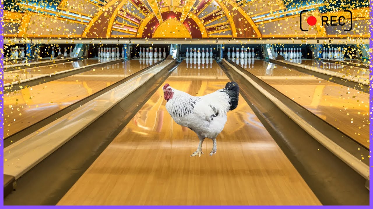 Rooster Wins Bowling Championship - YouTube