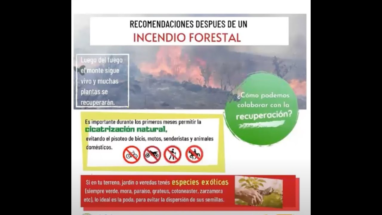 Qué Hacer DespuÉs De Un Incendio Forestal Youtube