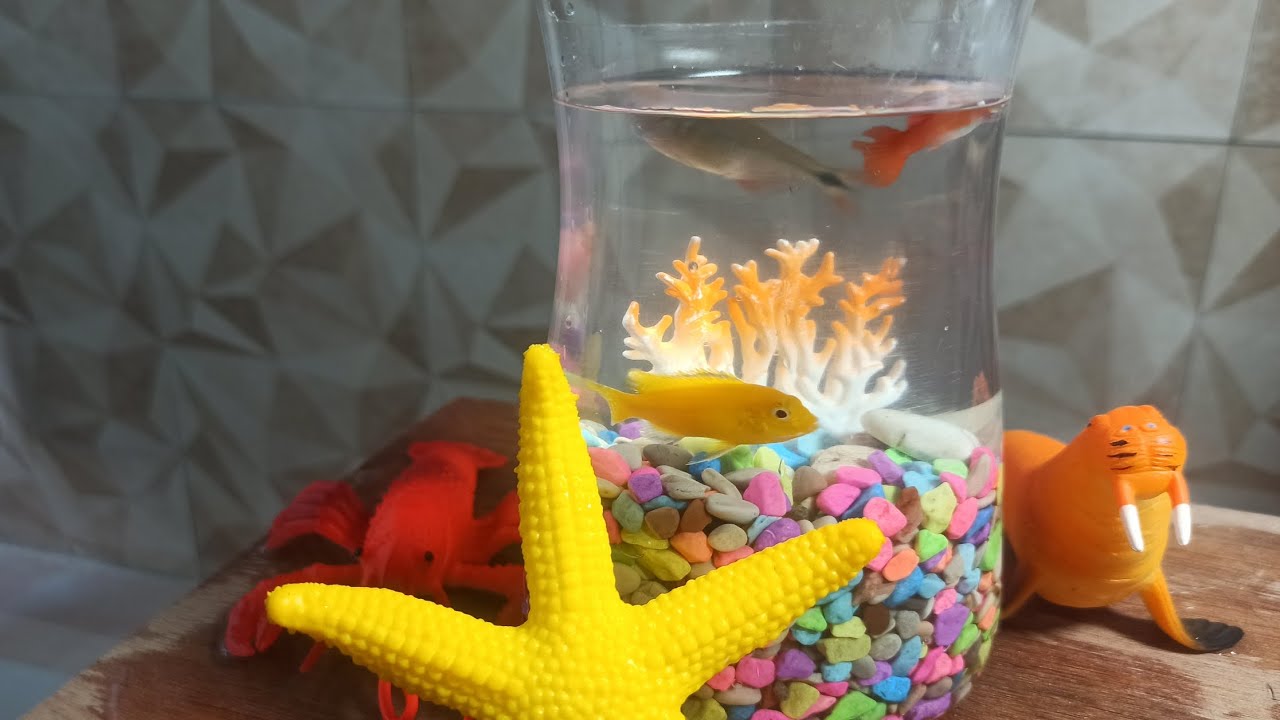 membuat aquarium dari botol bekas untuk ikan lucu - YouTube
