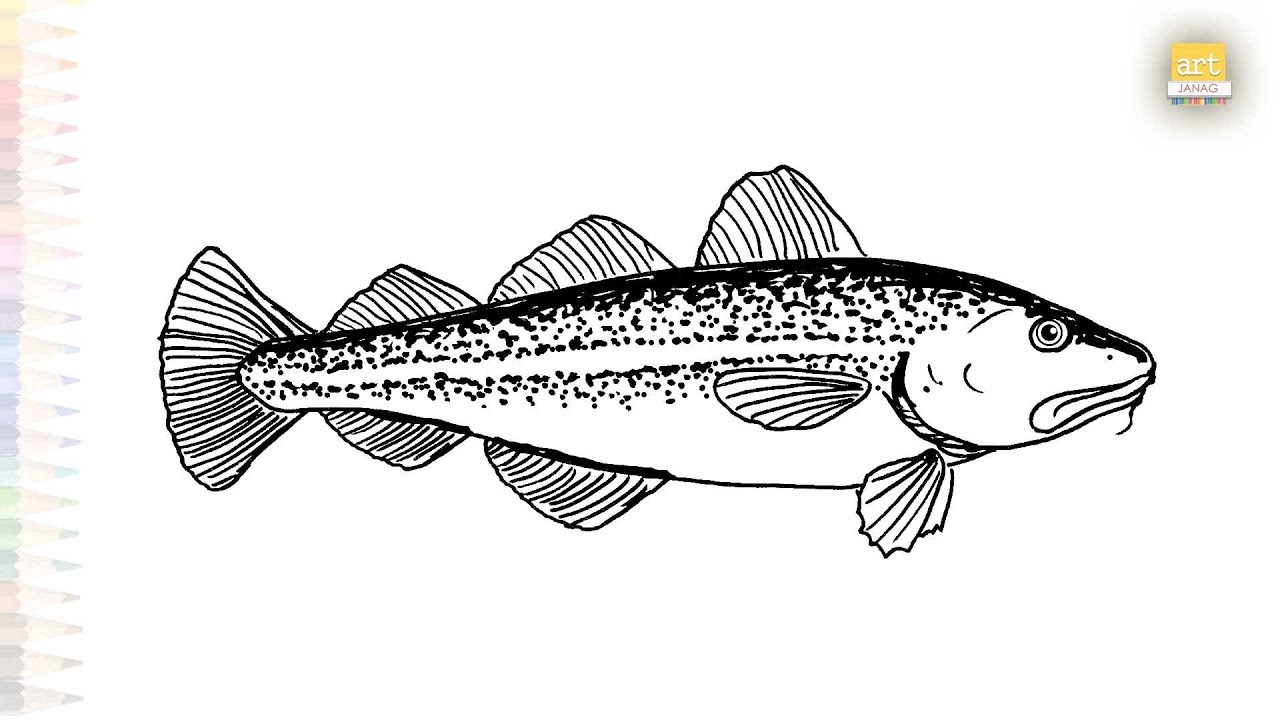 Atlantic cod drawings easy | Fish sketches | How to draw A Atlantic cod ...