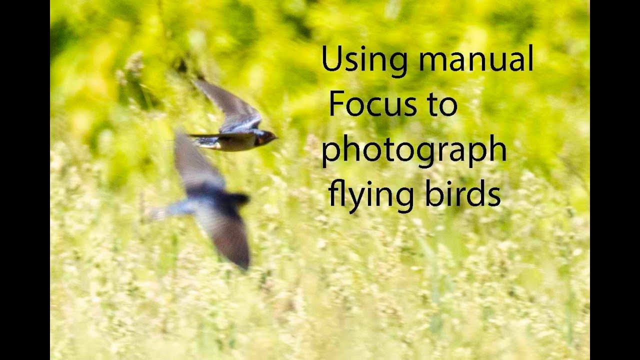 Using manual Focus to photograph flying birds - YouTube
