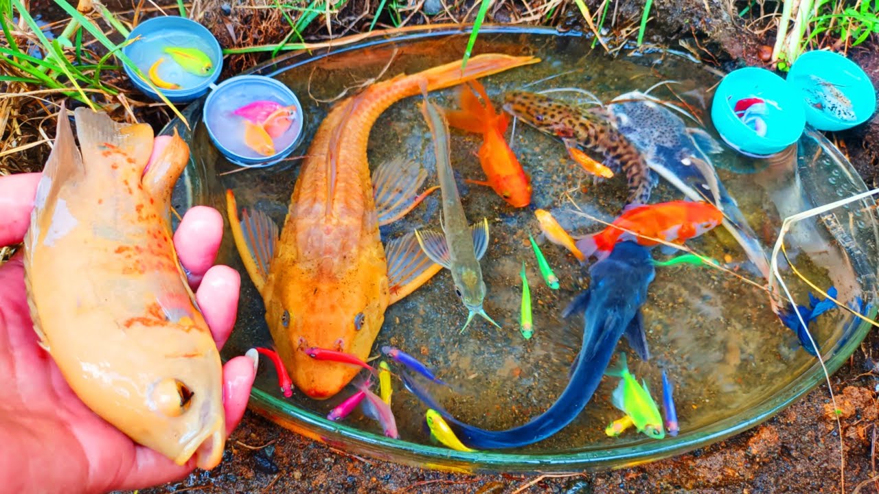 Tangkap ikan glofish, ikan hias, ikan warna warni, ikan mas koki, ikan ...