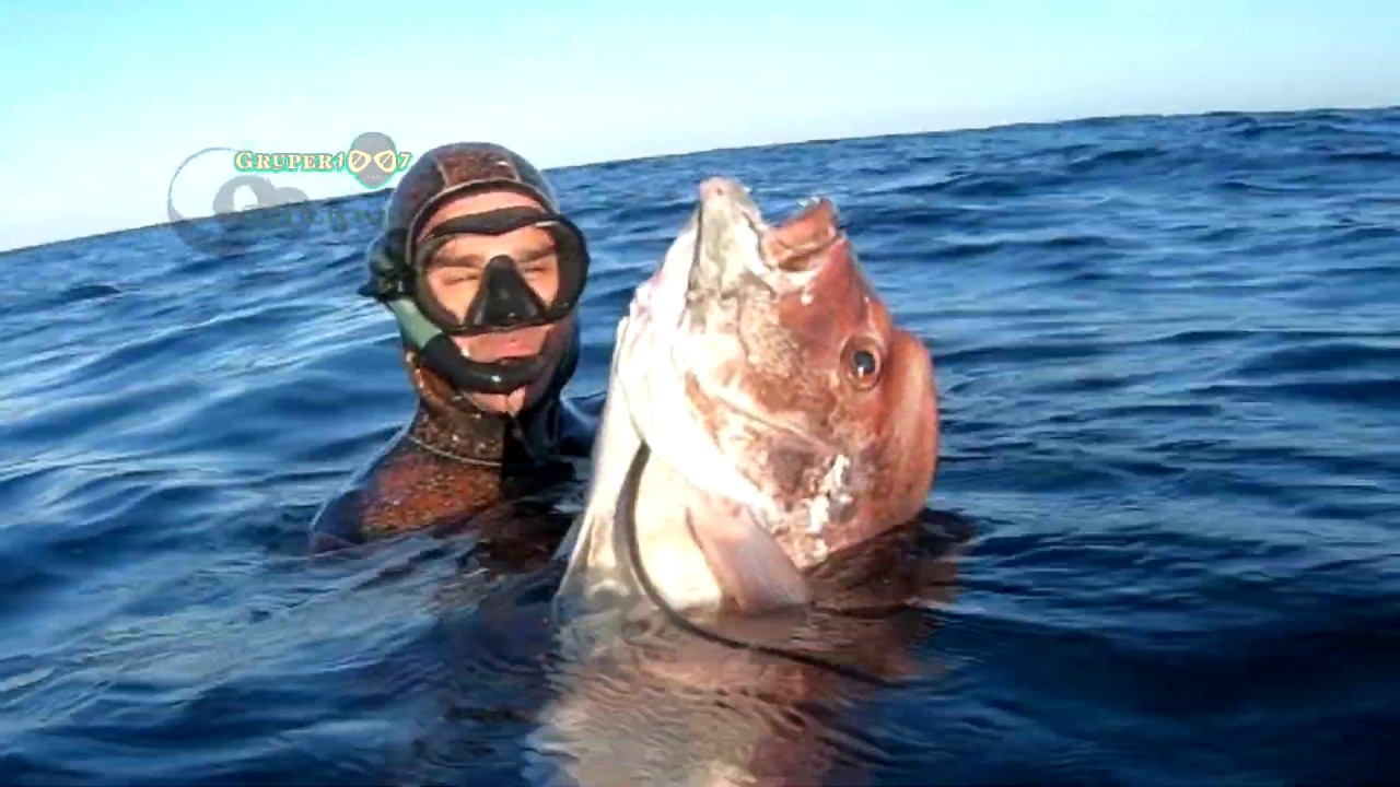 PESCA A LA ESPERA, SAMA/PARGO 7 KG, pesca submarina, spearfishing - YouTube