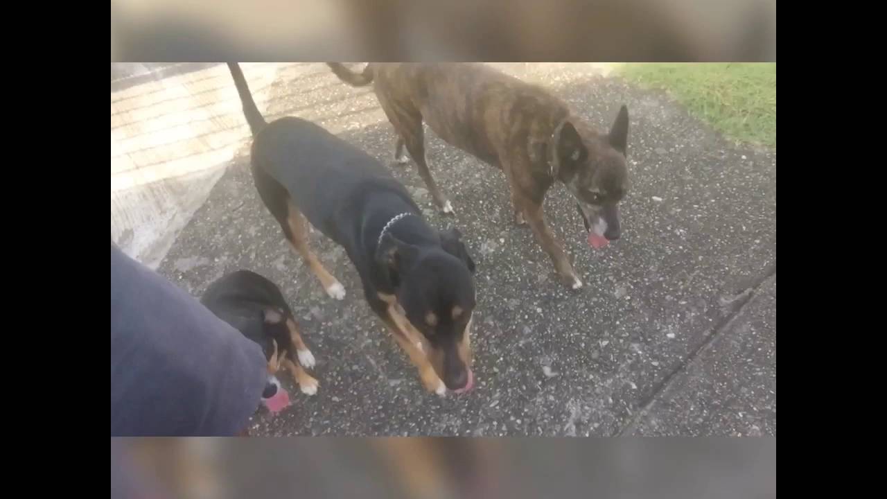 Street dogs in Mexico - YouTube