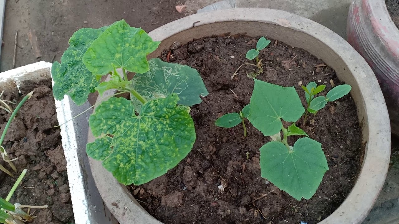 Culcumber plant 3 week - YouTube