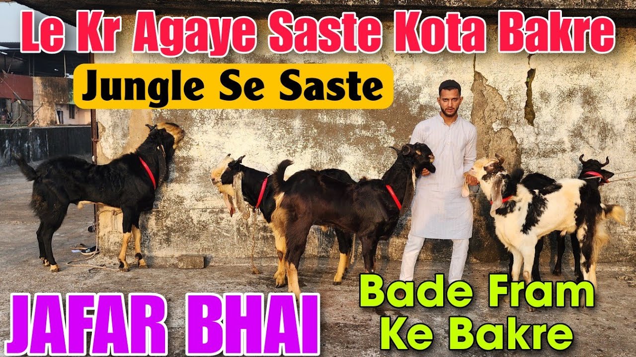 Jungle Se Saste Kota Bakre At JAFAR BHAI | 2026 Ki Qurbani Ke Bade Fram ...