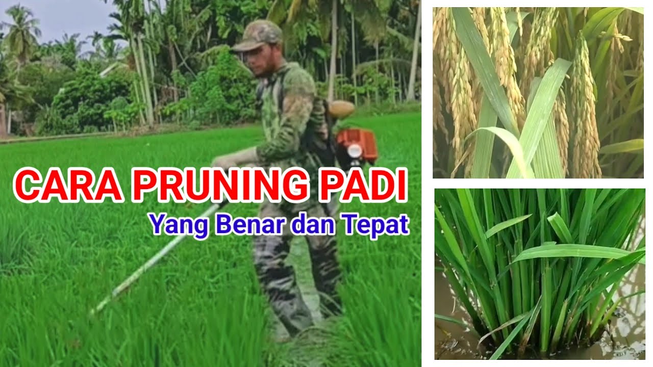 Cara Pruning Padi yang Benar dan Tepat - YouTube