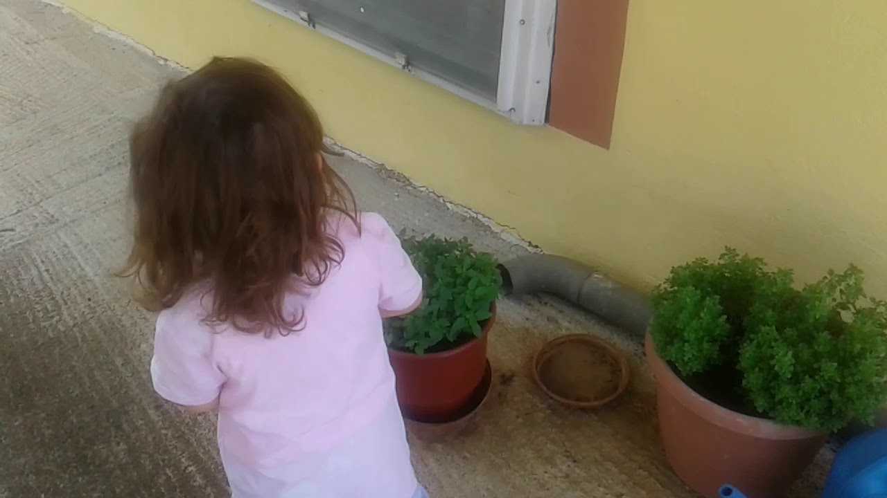Βασιλικος μυριζει εδω 🌿🌿😃 - YouTube