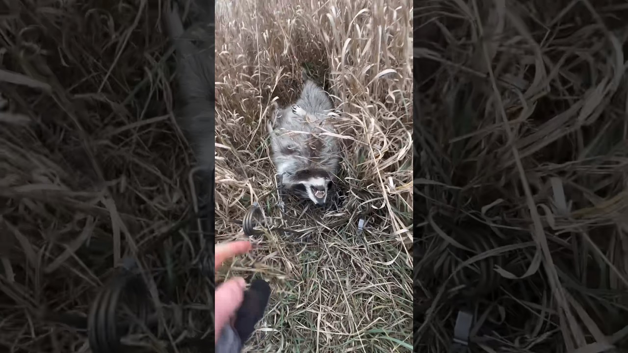 Body grip raccoon trapping - YouTube