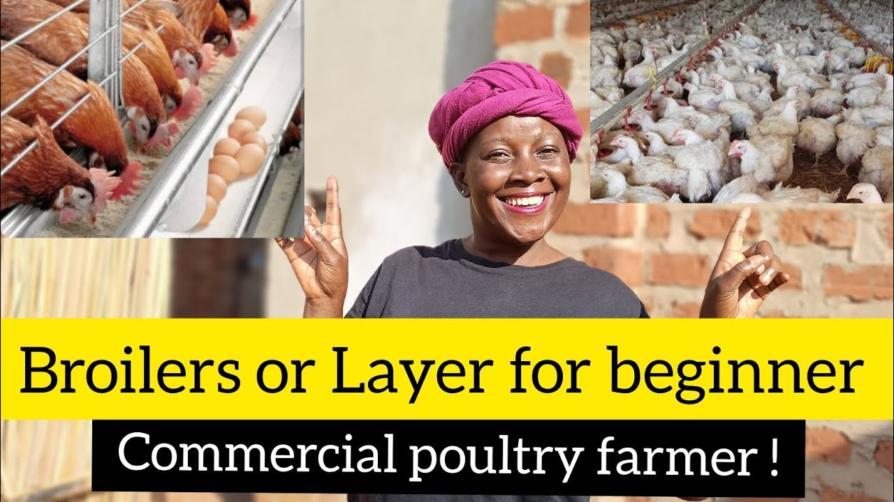 What you as a beginner commercial poultry farmer should start with ...