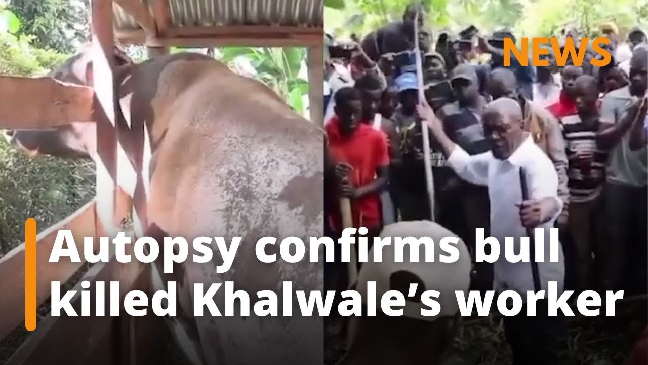 Autopsy confirms Khalwale’s bull killed his worker - YouTube