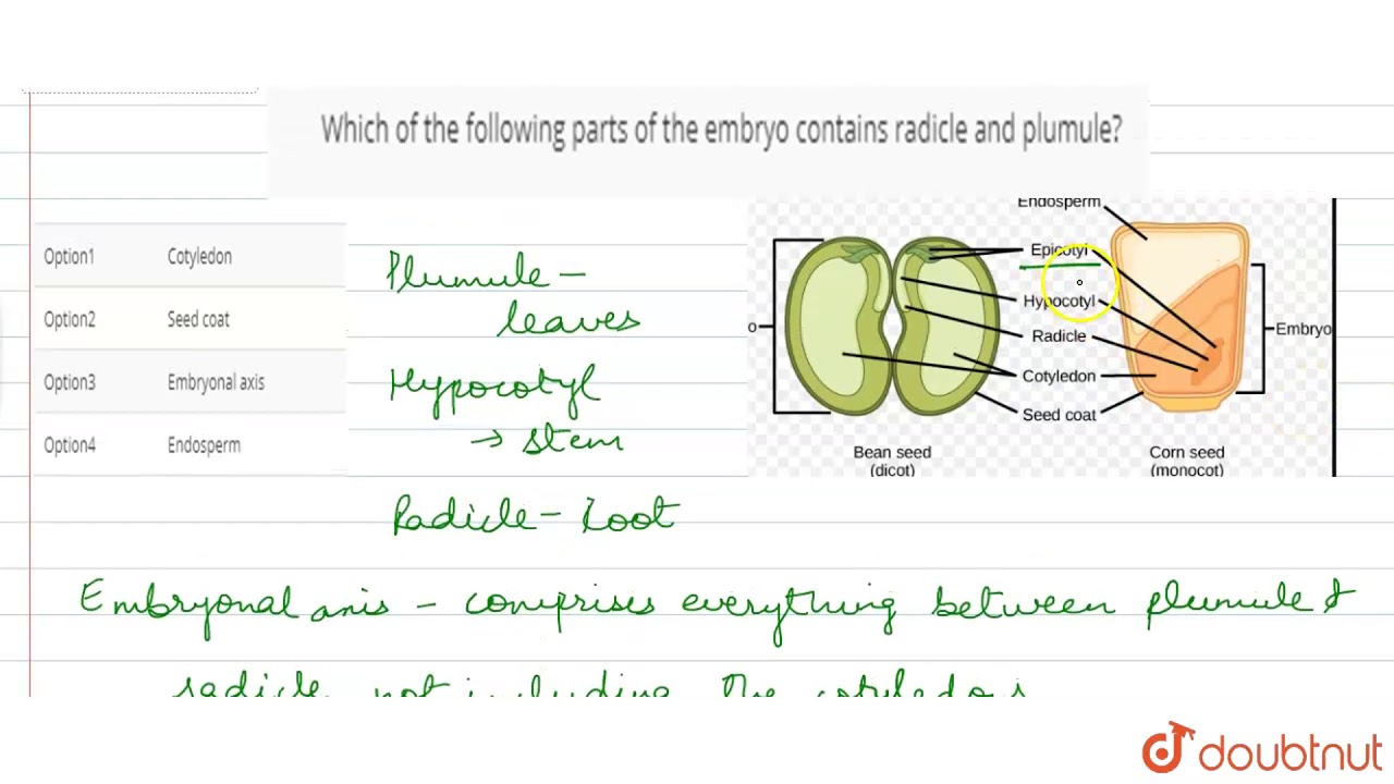 Which of the following parts of the embryo contains radicle and plumule ...