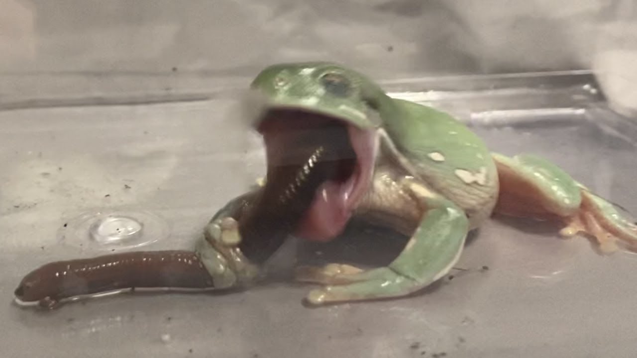 Frogs Slurping Down Worms Like Spaghetti - YouTube