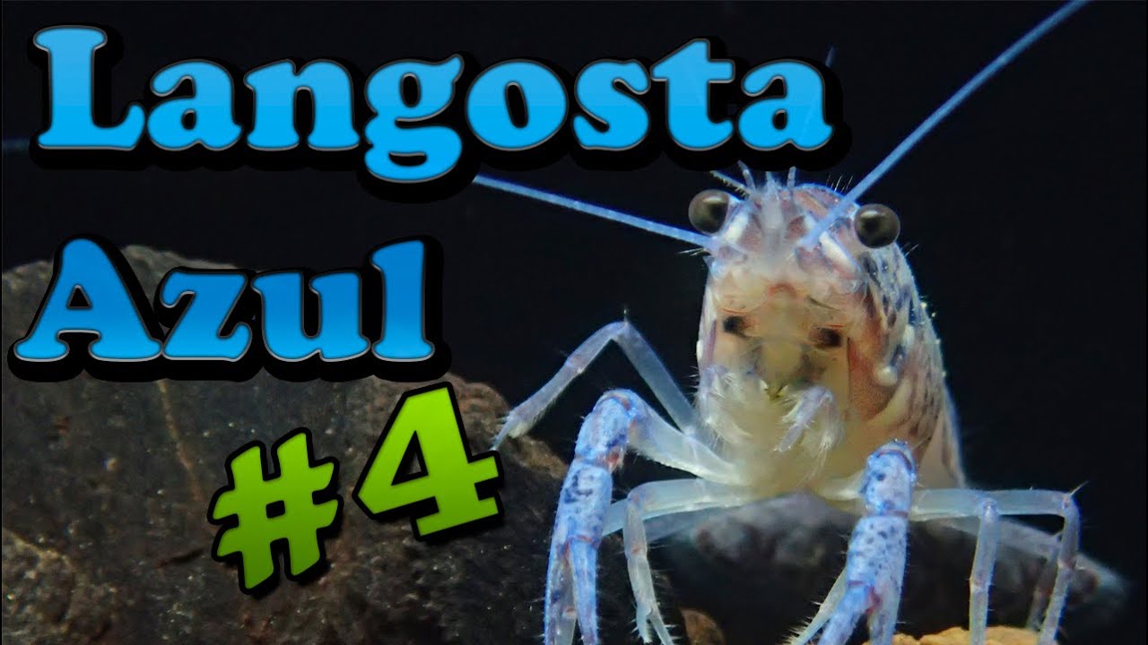 Procambarus Alleni Blue: Seguimiento en el acuario - YouTube