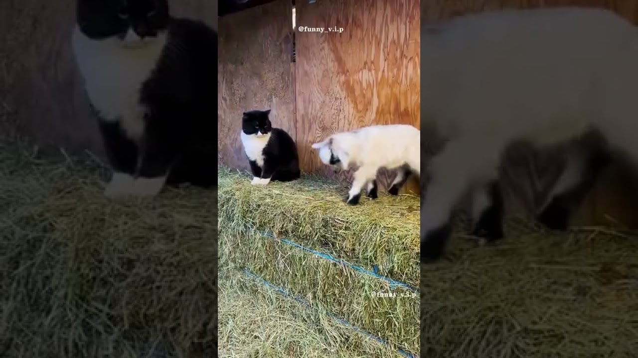 the end cat - YouTube