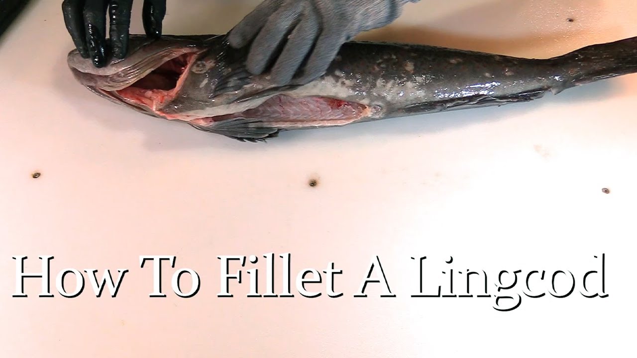 How to Fillet a Lingcod - YouTube