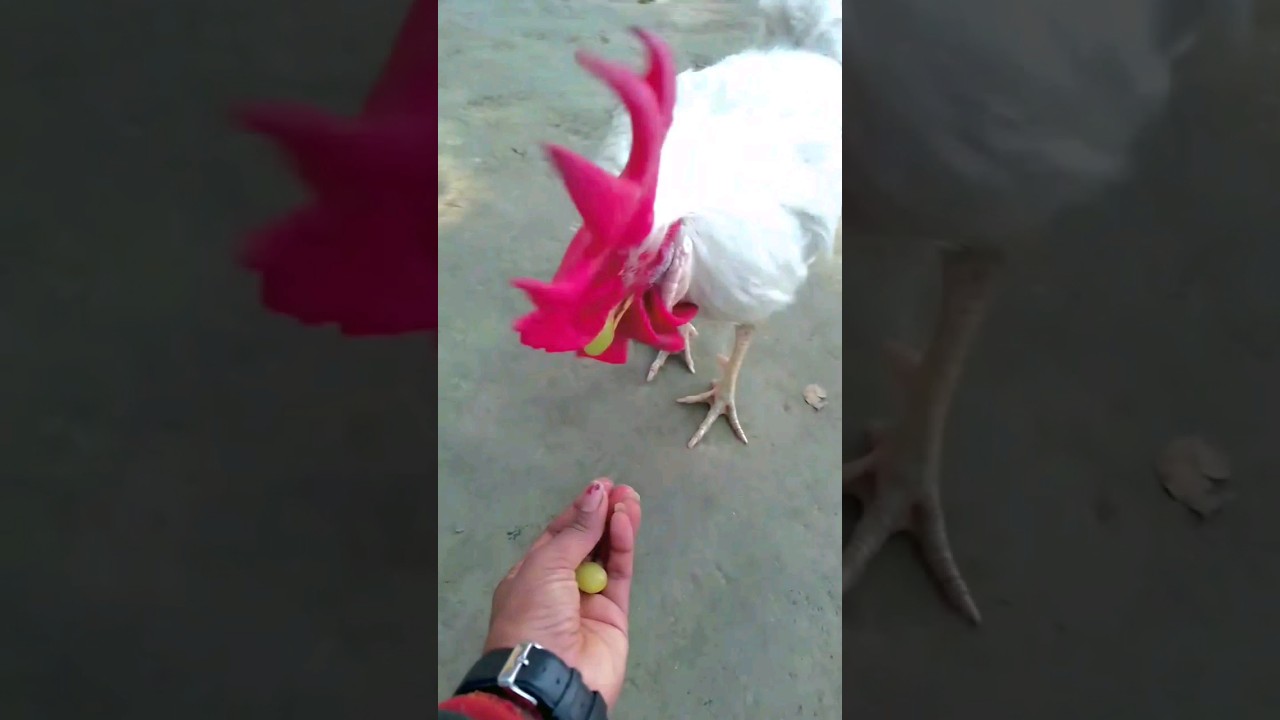 kabhi murge ko angur khate dekha h nhi dekha to dekh lijiye..😳🍇# ...