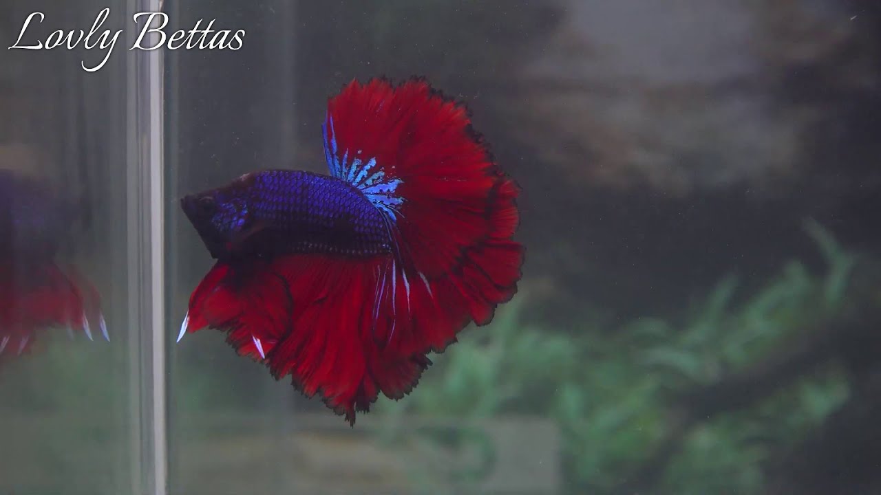 Dark-Body Red-Fin Rosetail Male -060- Over-Halfmoon Betta Fish - YouTube
