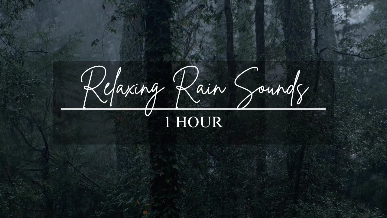 1 Hour Light Rain Sounds in Forest 🌧️ for Sleep, Study, Relaxation ...