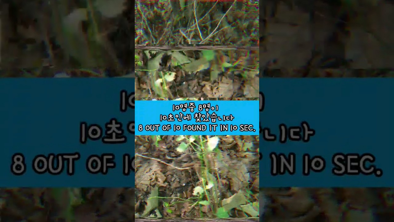 숨은그림[곤충]찾기 레벨8 Hidden Bug level 8 - YouTube