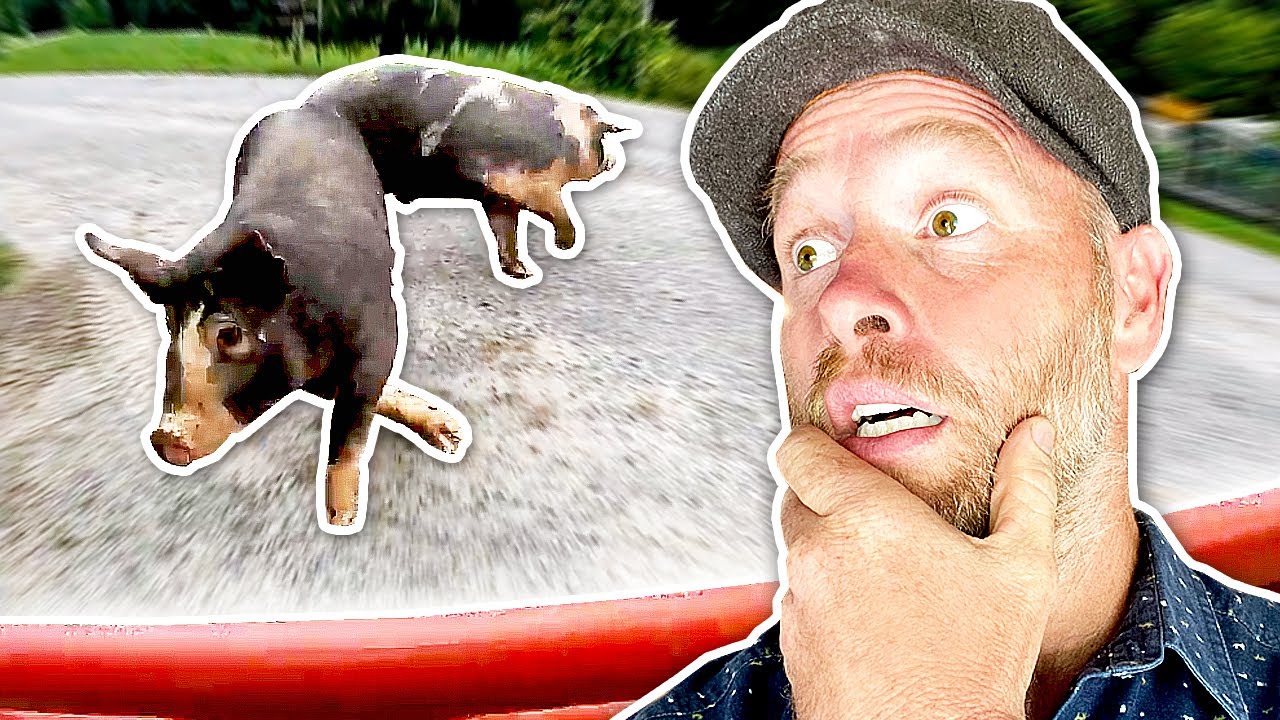 Pigs ESCAPED & Didn't Go Back - YouTube