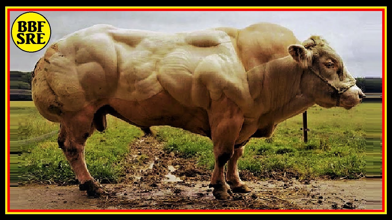 🚫Myostatin (GDF-8) Inhibition & The Belgian Blue Cattle ️Reaching Freak ...