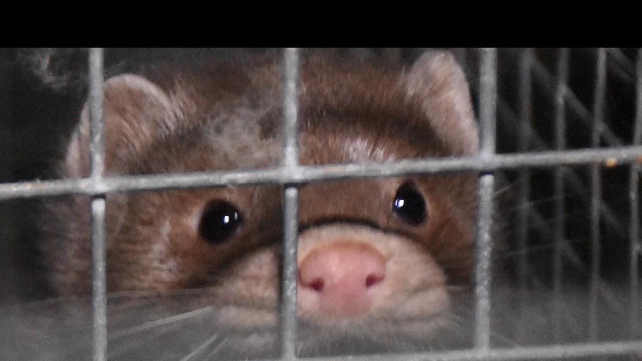 Mink Driven Insane on Aspden Mink Ranch Tillsonburg, ONTARIO - YouTube