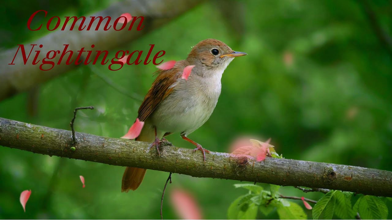 common nightingale: Sweet, powerful, and emotional songs. - YouTube