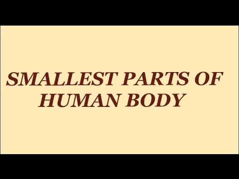 Smallest parts of the human body. - YouTube