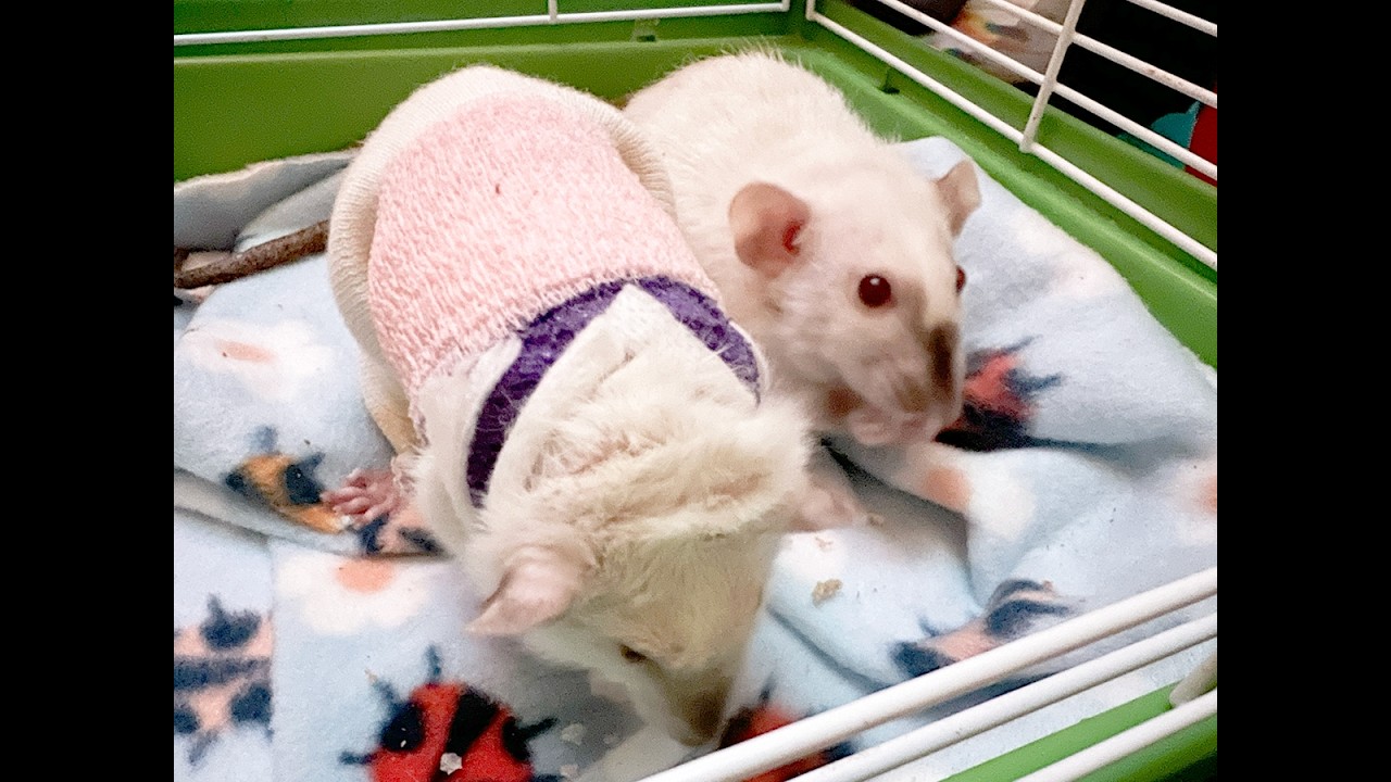 Rat Bandage - Wrap for spayed rats - YouTube