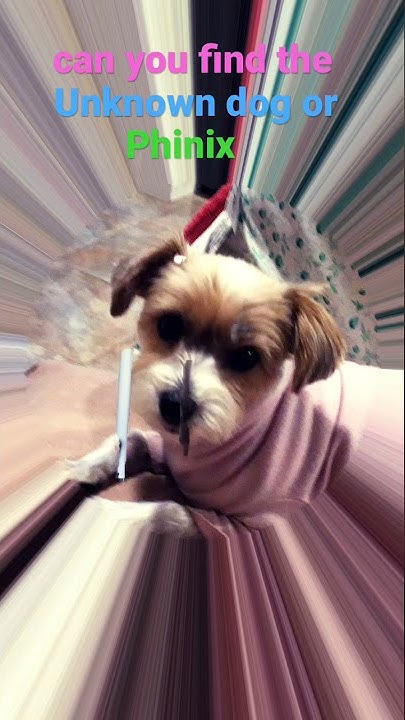 Hide and seek dog Addition - YouTube