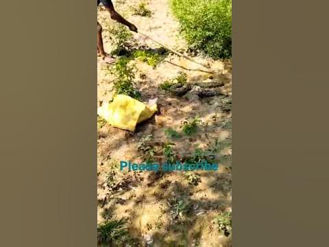 # village Python in my village 😯😮 #shots - YouTube