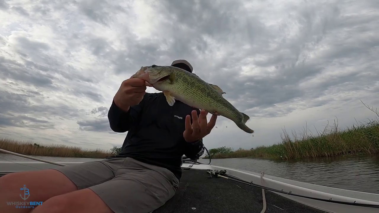 Bass Fishing with a top water frog in Dularge, Louisiana - YouTube