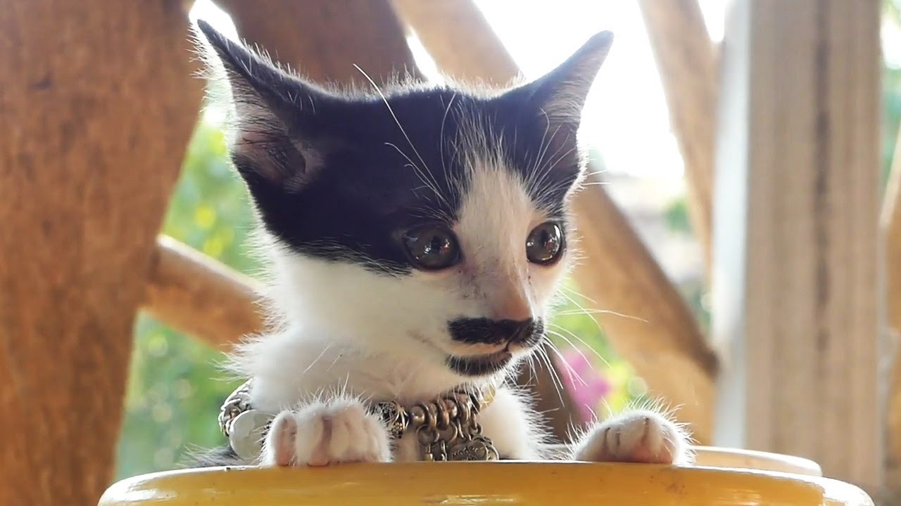 Cute Kitten Has Moustache And Goatee Beard - YouTube