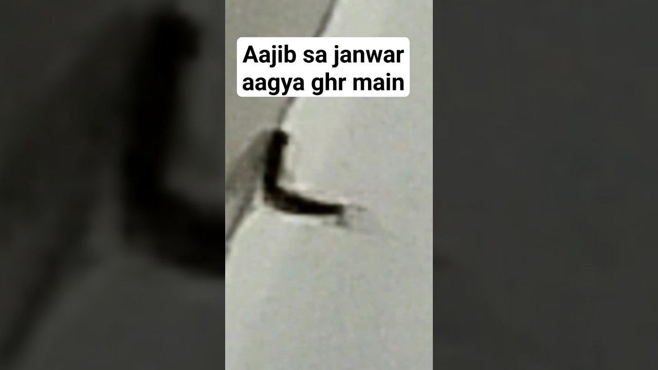 ajib sa jaanwar aagya #wildlife #animals - YouTube