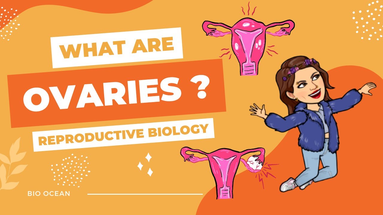 WHAT ARE OVARIES? | STRUCTURE | REPRODUCTIVE BIOLOGY | Malayalam | Bio ...