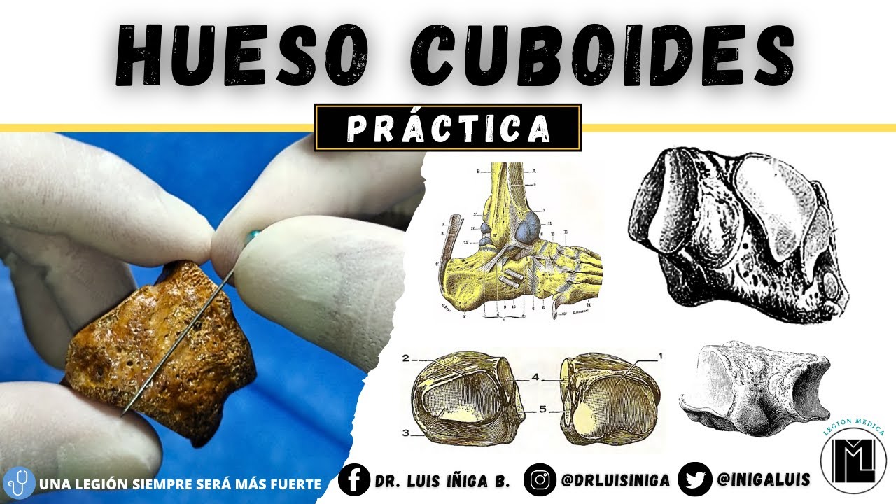Anatomía Práctica: Hueso Cuboides | Caras, Articulaciones, Ligamentos ...