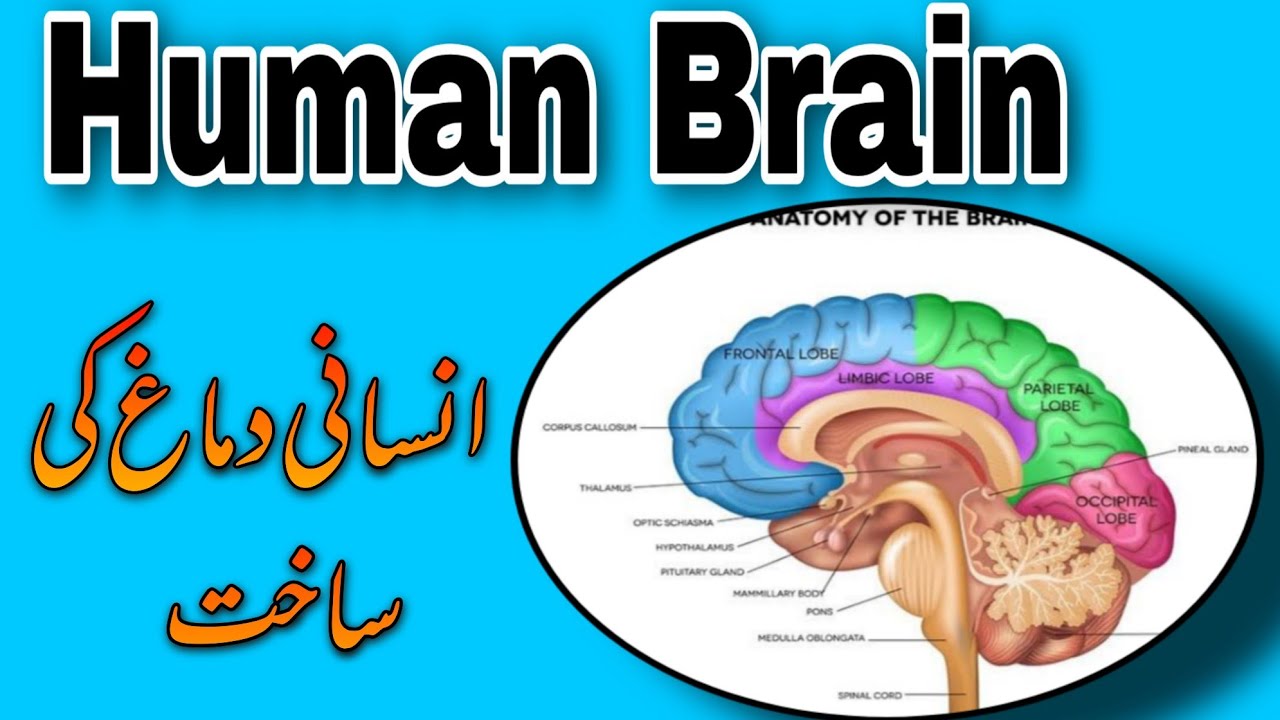 Human Brain Parts Names Human Brain Parts Names