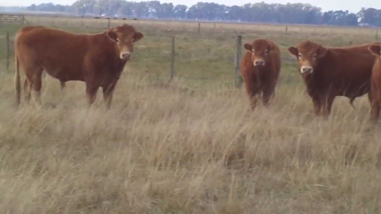 Toros Limousin para venta Jul. 2013 - YouTube