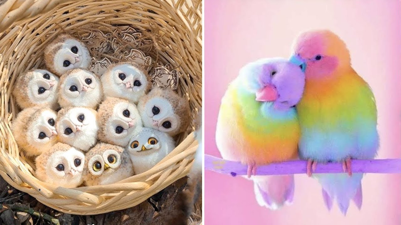 Smart And Funny Parrots Parrot Talking Videos Compilation (2024) - Cute ...