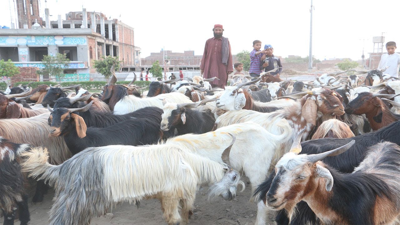 Pahari Bakra Mandi 2021 Bakra Eid Kay Liya Janwar Mandi Maay Ana Start ...