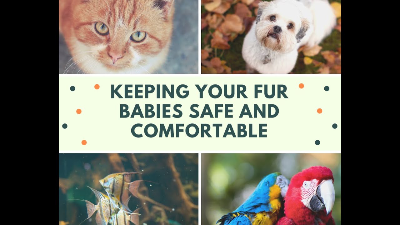Moving with your Fur Babies, How to keep them safe and Secure - YouTube